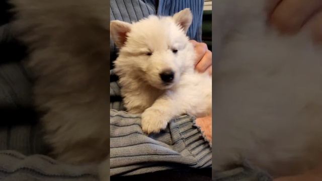 НАШИ БШО/БЕЛАЯ ШВЕЙЦАРСКАЯ ОВЧАРКА