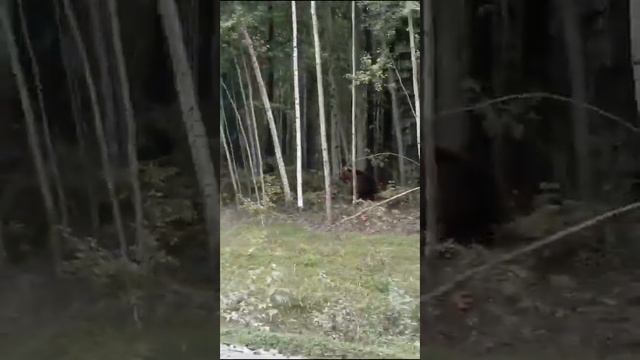 Суровый обитатель Камчатки