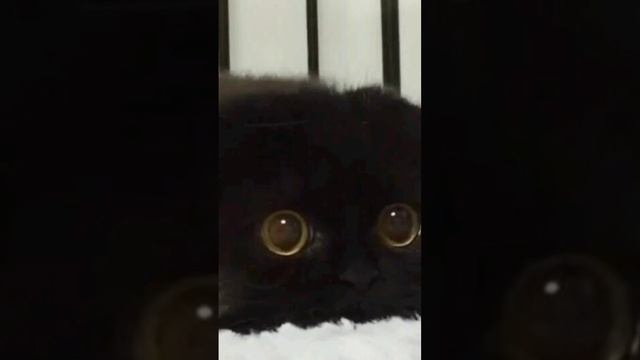 Ми!лахи! #3
