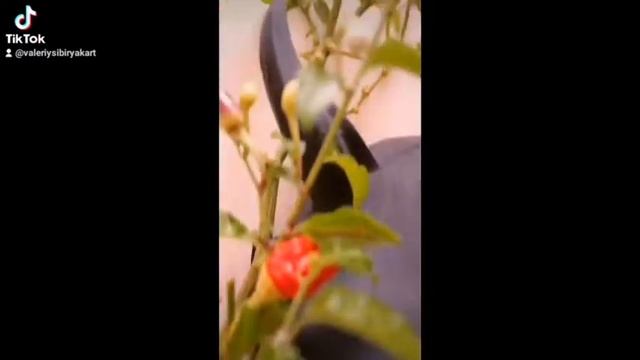 hannya mask monster interior masque