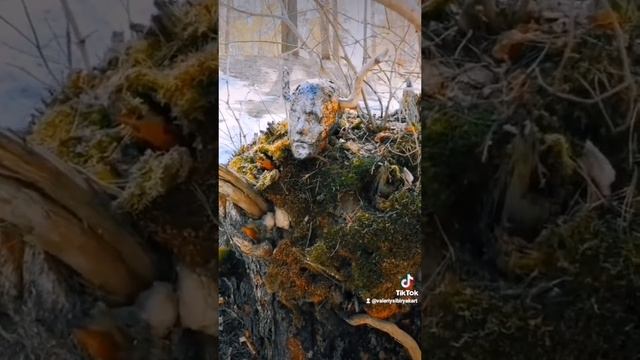 лесная находка #altay #roadmovie #nature #headshot #gigabyte