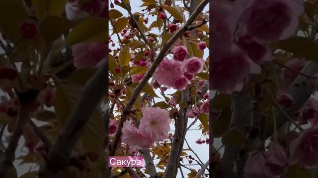 Сакура