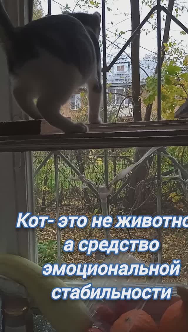 Для настроения с утра, нужно глянуть на кота #котенок