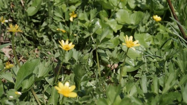 Папа, Мама, Я