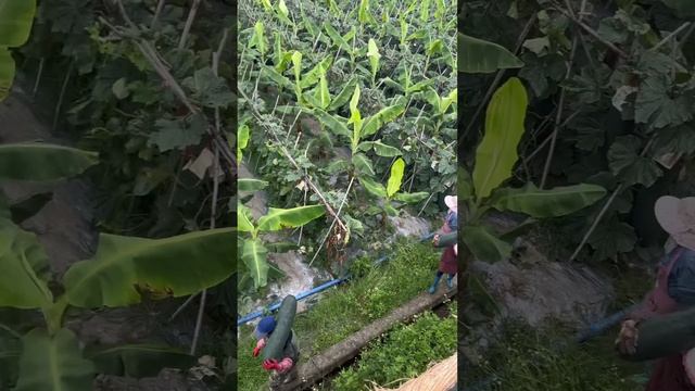 Мегаогурцы. Разве такое возможно!!?