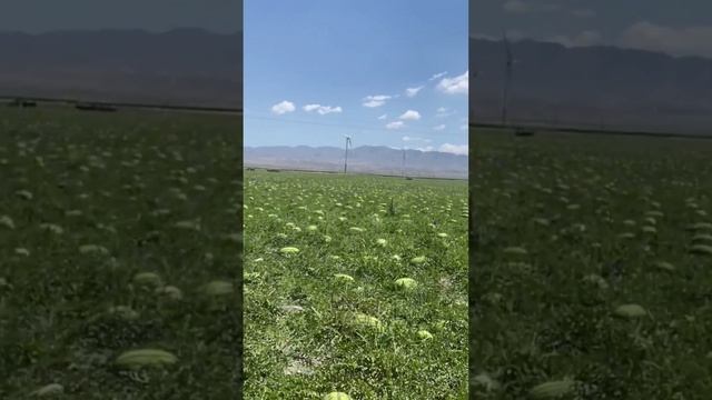 Бескрайние поля арбуза в Китае