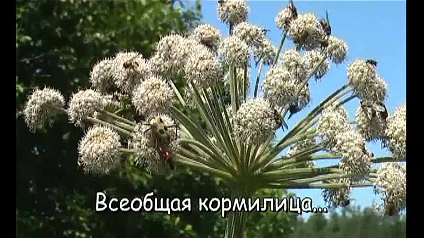 Фотозарисовки с натуры (2009)