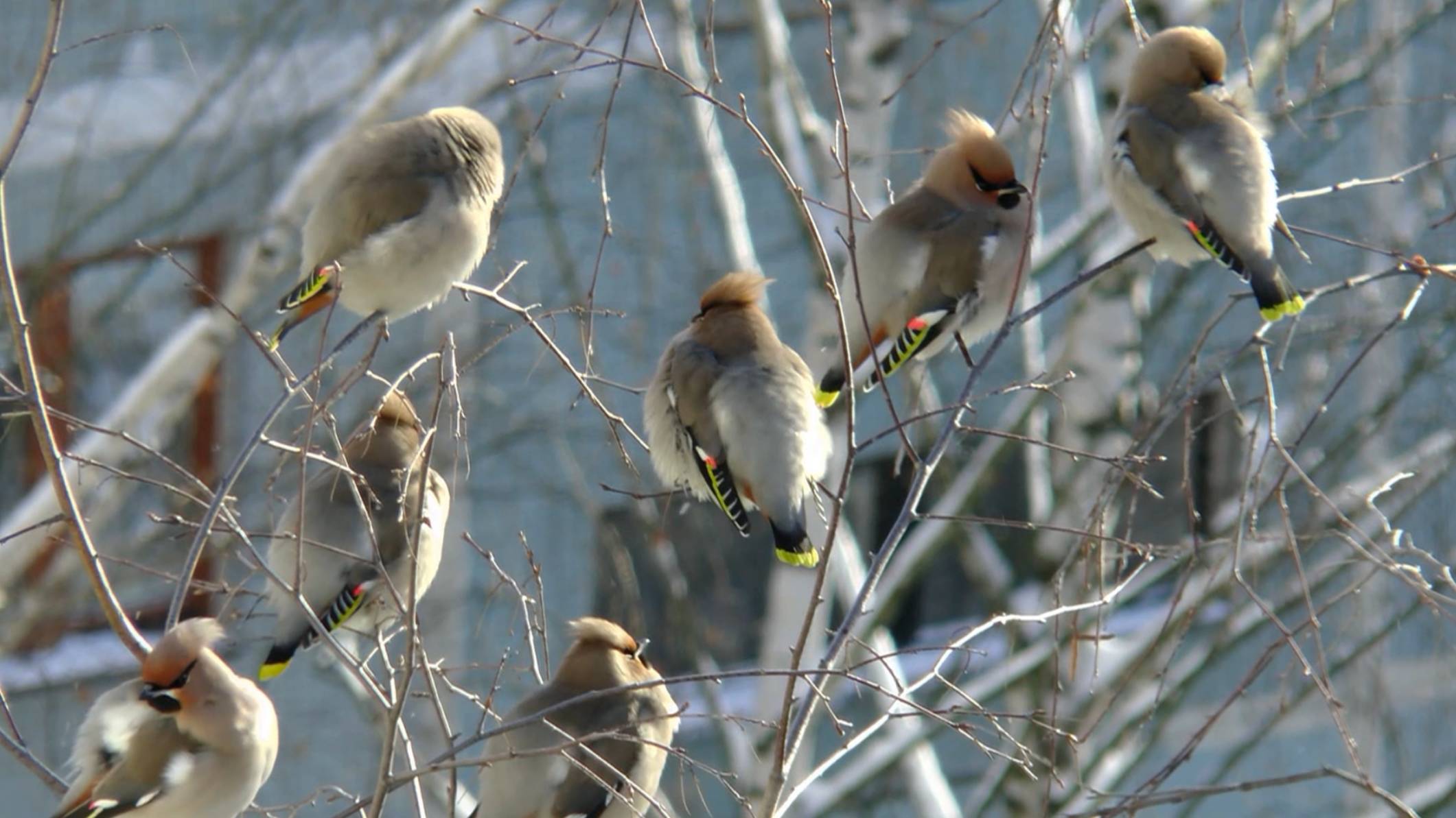 Свиристели прилетели... в Могилев