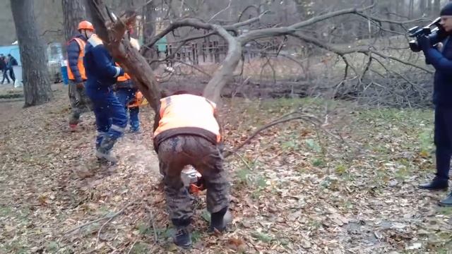 Работы по вырубке больных деревьев и  сорняков в Зелёной Роще начались