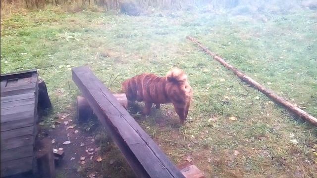 2017_10_01_ЗЛВ