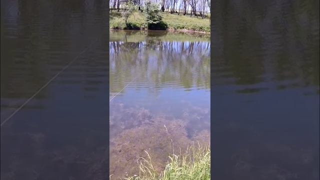 ⬆️ Полная версия ⬆️Рыбалка на рогатку - разведка новой локации#охотасрогаткой#2024 #top#headshot#1