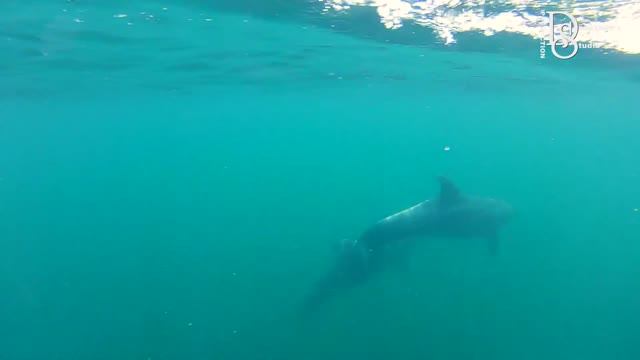 Прогулка с дельфинами