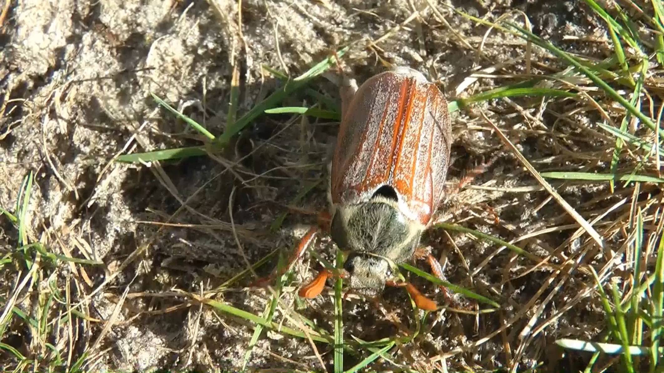 Осенняя соната