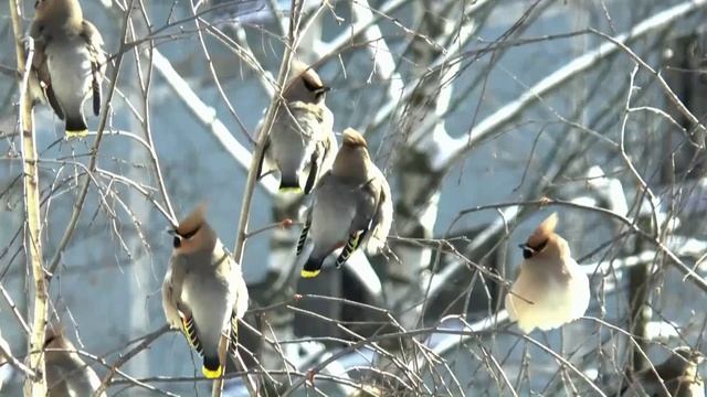 Свиристели и Бетховен (музыкальная версия)