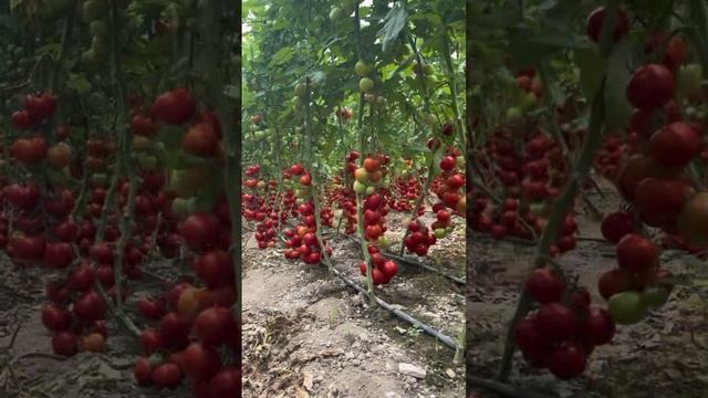Турецкие томаты