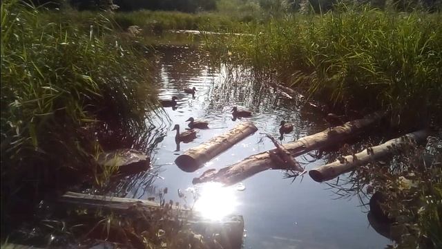 2018_09_01_Лесничка