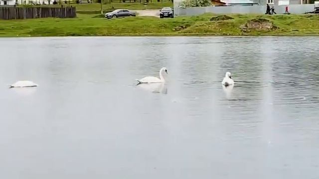 В День Пионерии в Североуральск прилетели лебеди. 2020 год