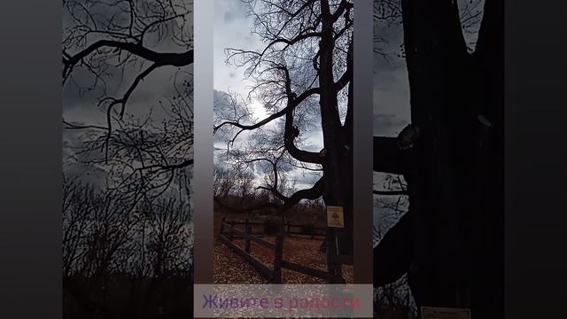 Родной Оренбург. Зауральная роща.