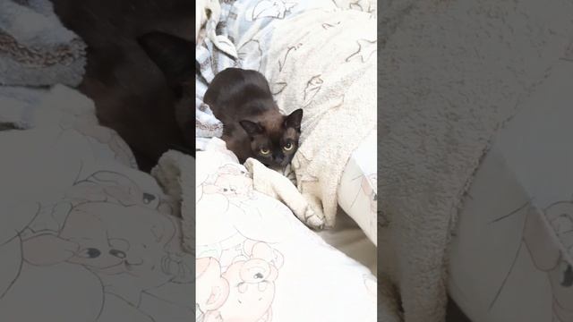 моя кошка