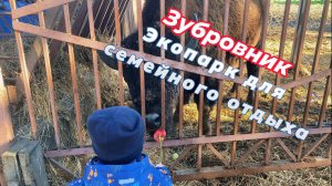 Невероятно гигантские ЗУБРЫ: Парк семейного отдыха и экотуризма Зубровник в Токсово