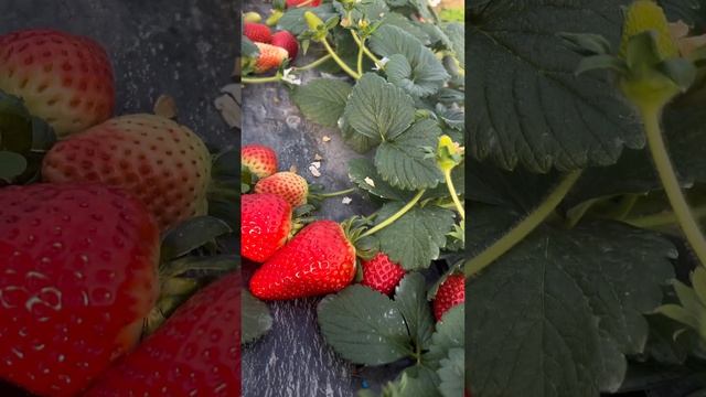 Выращивание клубники в Италии