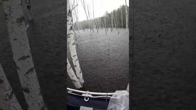 Нижне-Бурейское водохранилище. #рыбалка #спиннинг #nature #природа #fishing #дождь #щука #pike