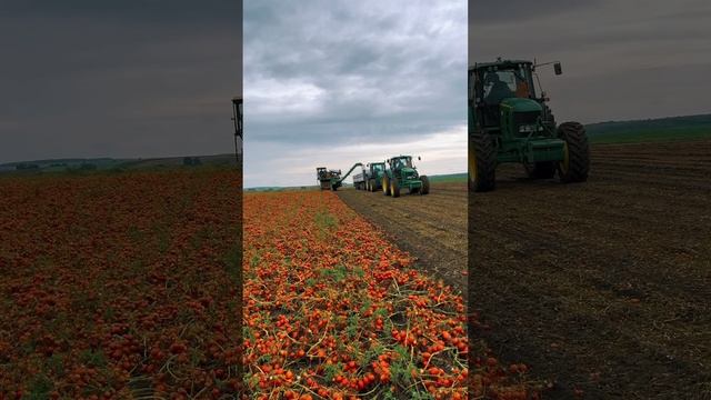Уборка томатов комбайном