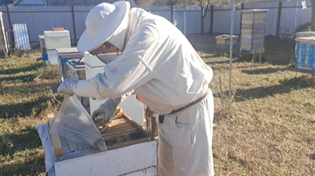 Финальное сжатие гнезда пчёл. Обработка от клеща эфирными маслами