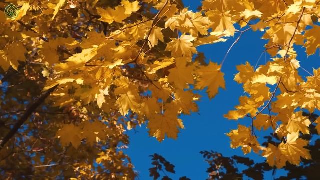 Music heals the heart with Autumn🍁 Gentle music restores the nervous system and satisfies the soul