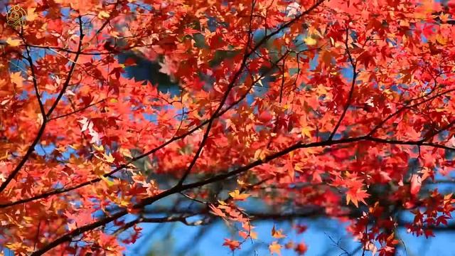 Music heals the heart with Autumn🍁 Gentle music restores the nervous system and satisfies the soul