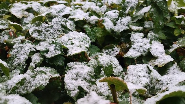 Первый снег на ландышах, кустах, деревьях. Снежный день с зонтиками.