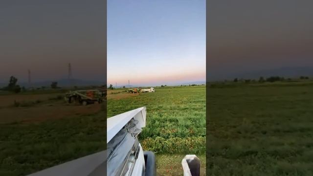 Уборка томатов комбайном