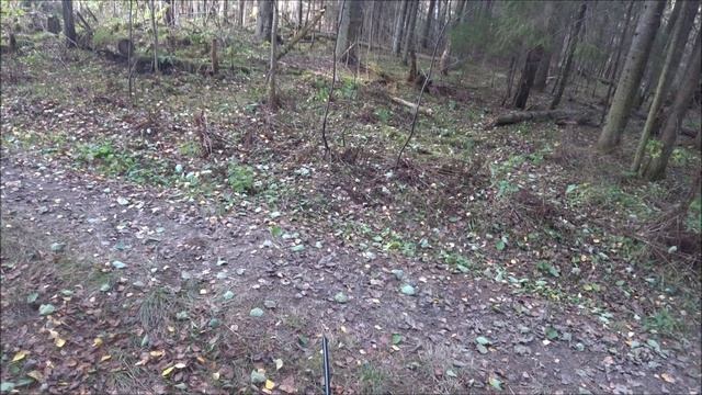 Охота на зайца с русскими гончими 14.10.24г. Гоняли долго, безрезультатно)))