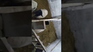 ясли для ягнят