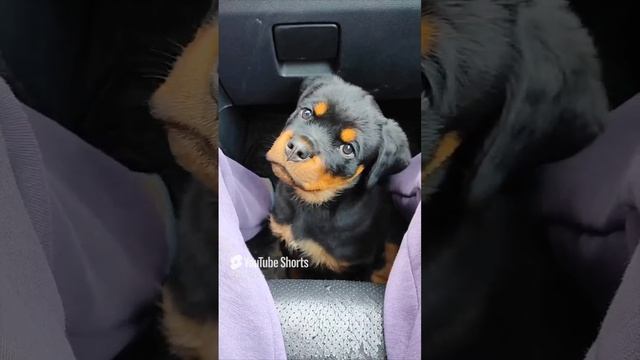 Фантазия для Тэр Блэк 2 месяца
