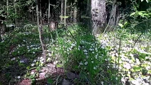 Осень в Новое Девяткино .