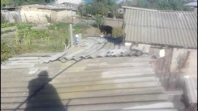 Розпрягайте хлопцы