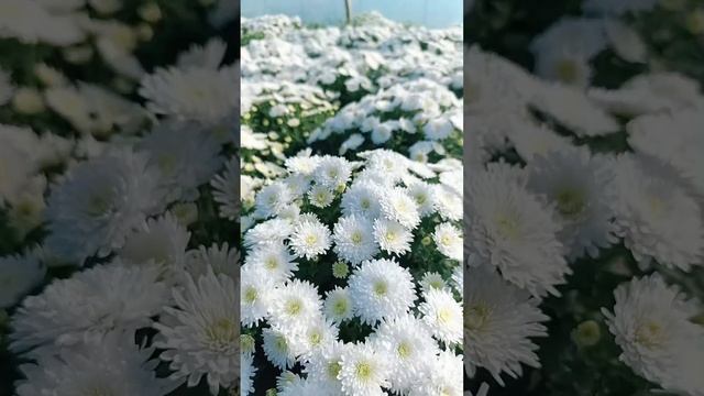 Хризантем мультифлора