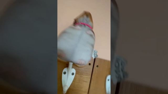 Миша и первый снег