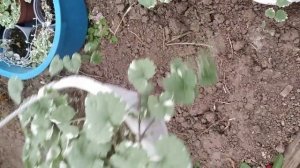 Будра. Показываю через месяц после перевалки. Номер ватсап 89877049577 — сделано в Clipchamp
