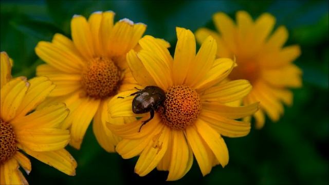 С днем рождения