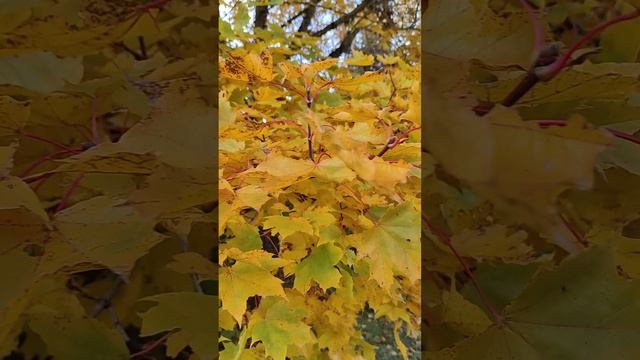 1000568558.mp4