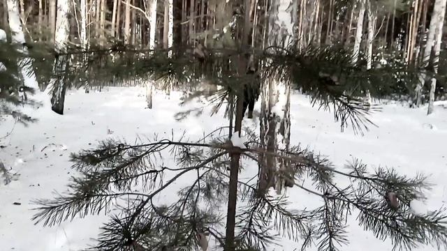 Выживание в зимнем лесу 3 серия