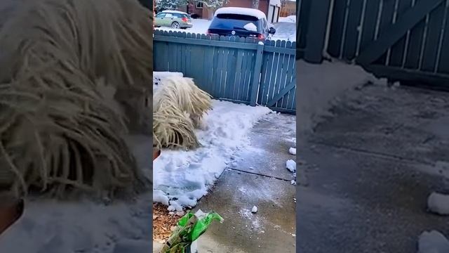 Командор