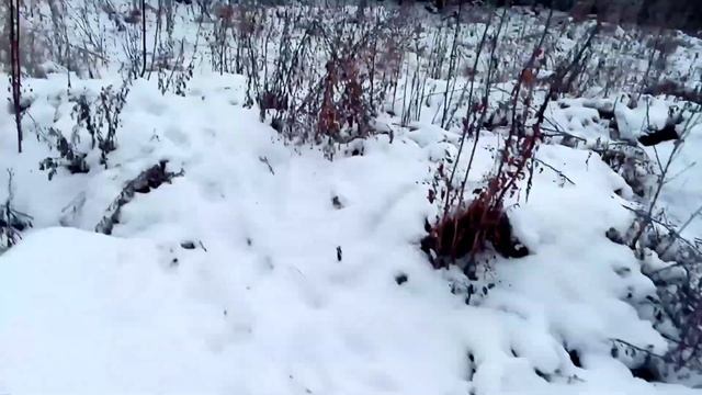 Покинутые руины