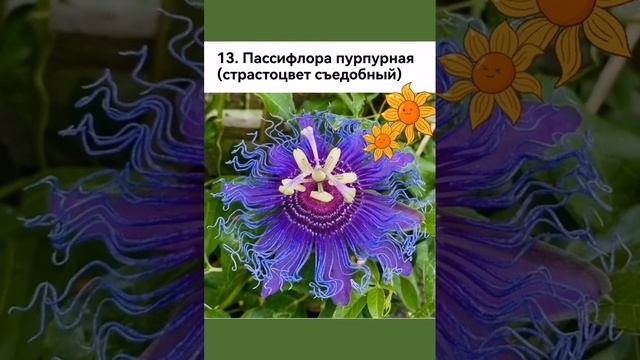 С другой планеты! Unusual plants! 25 удивительных растений! @boredpanda.com