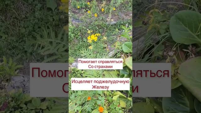 «Древняя сила магия растений » авторский курс Татьяны Лобановой  практический курс в Екатеринбурге