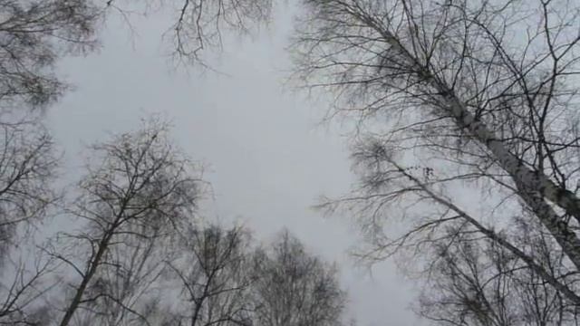 Зимний лес.