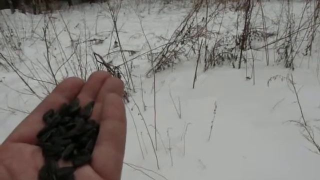 Синицы.