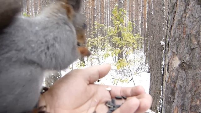 Белки, поползни, гаички, синицы - все вместе :)